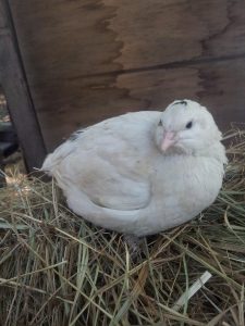 Selectively Breeding Coturnix Quail - Backyard Poultry